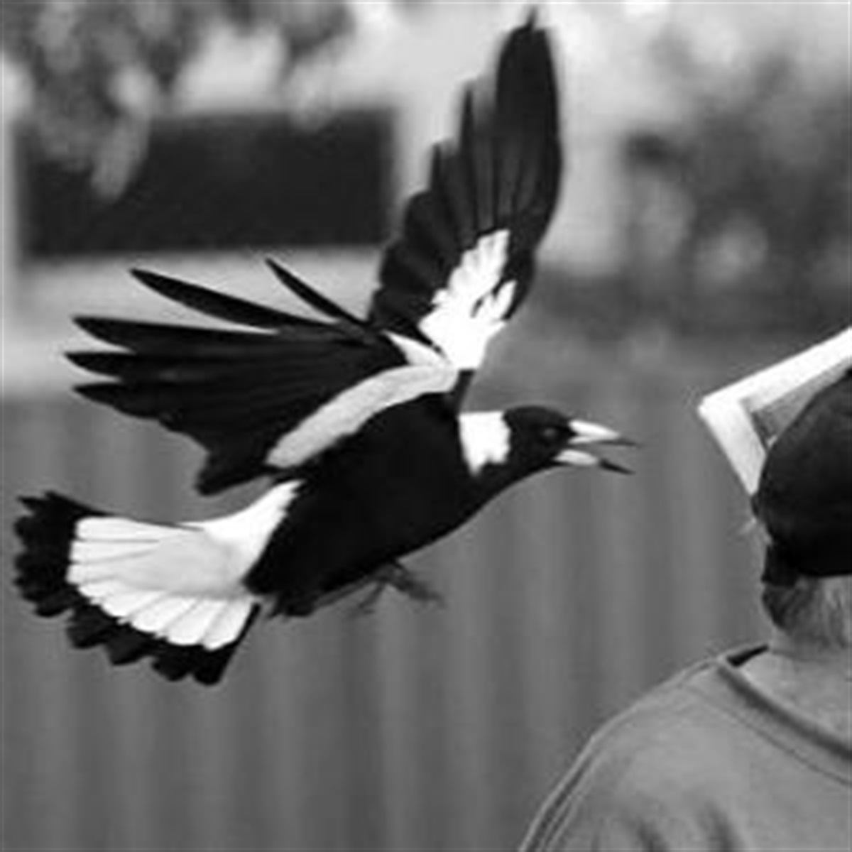 Be cautious of avian attacks this swooping bird season | Gladstone ...